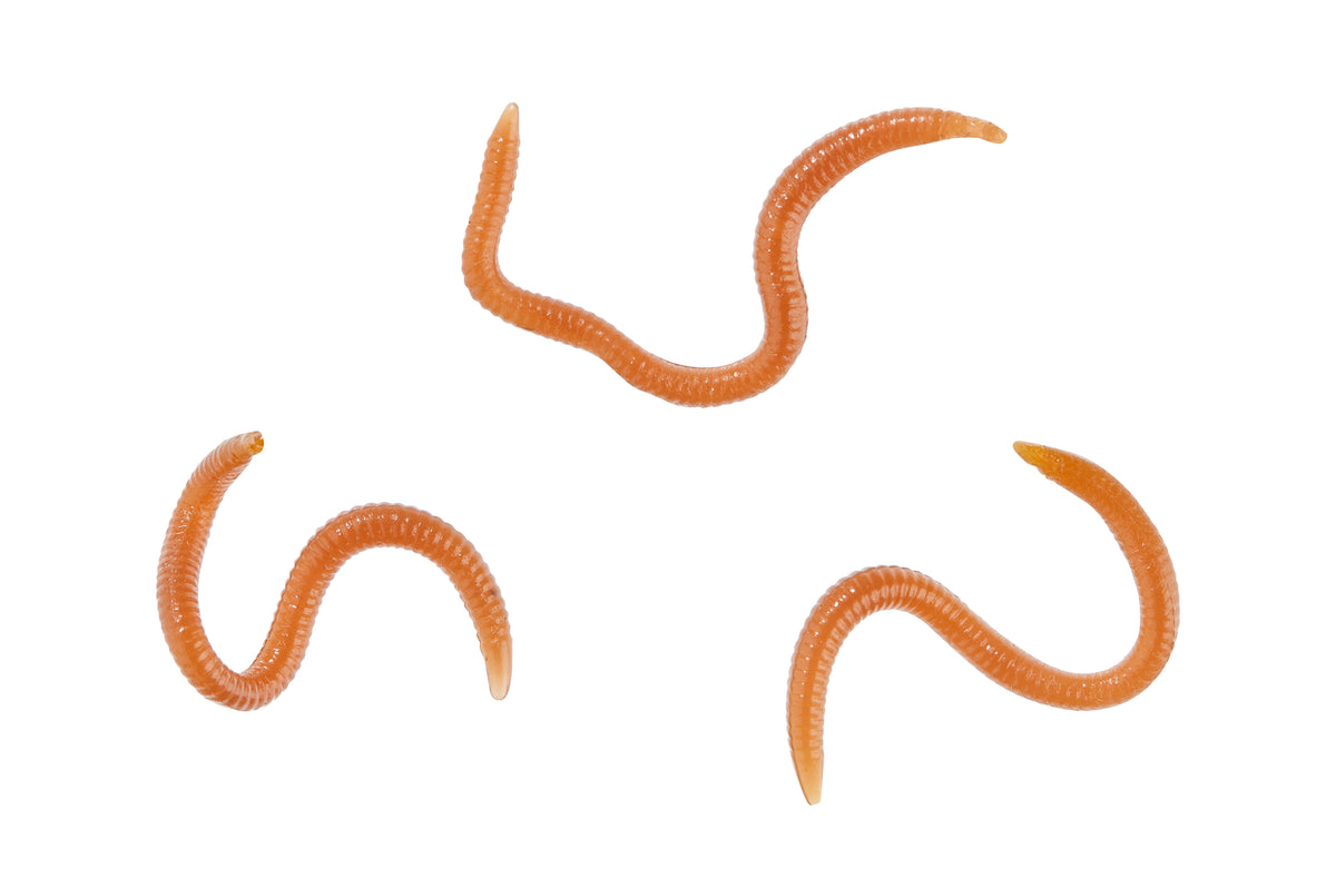 Natural Looking Artificial Worms – Balzer Fishing